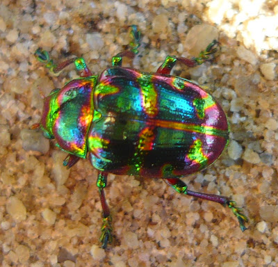 Poke it With a Stick: A Beautiful Beetle