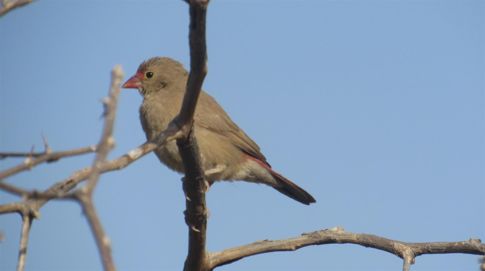 Birding for a Lark: Gouraye