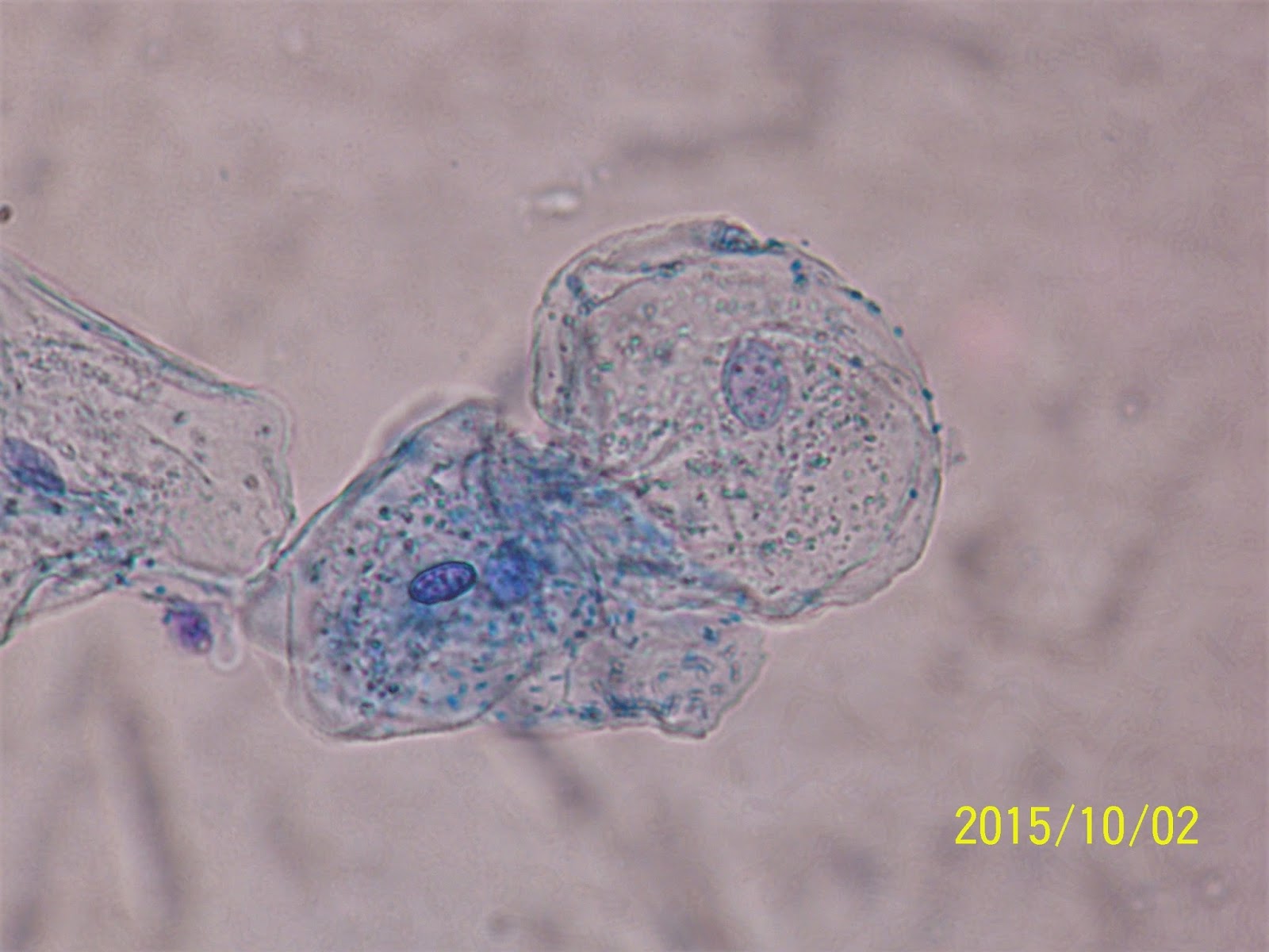BIOGEOZARCO: Aula Prática de Microscopia