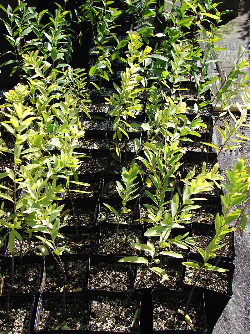 MALINALLI · herbolaria médica: SÁNDALO · indian sandalwood · Santalum album