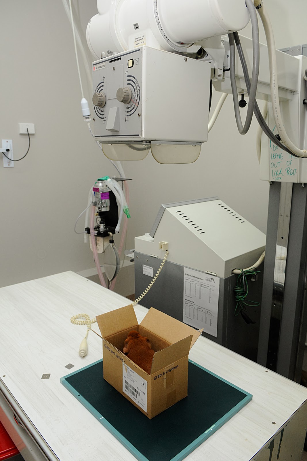 Small Animal Talk: Guinea pig pregnancy