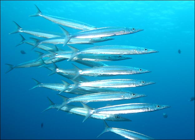 Barracuda | Animal Wildlife