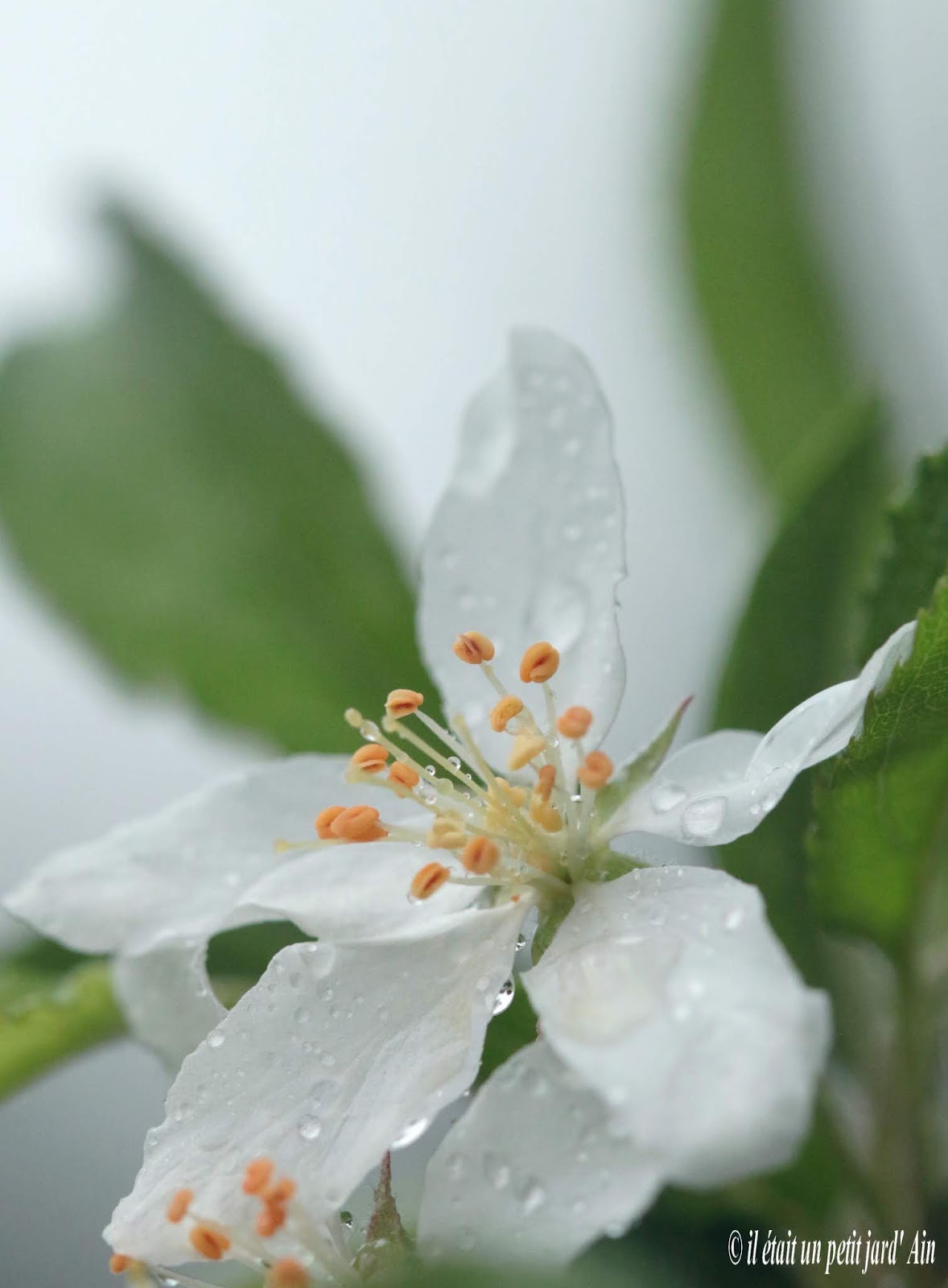IL ETAIT UN PETIT JARD'AIN ...: FOCUS PRUNUS MALUS TRESORUS ...