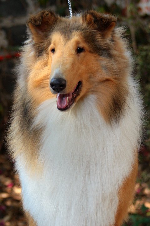 Razas de perros: Perro Collies