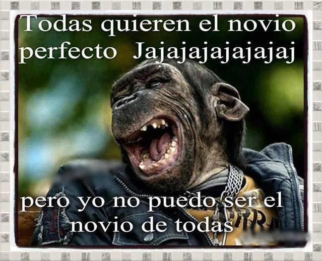 CHISTES TONI P.A.: Un mono muy mono...