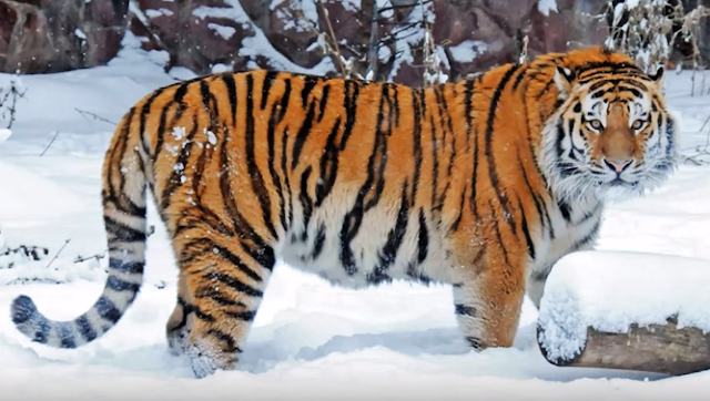 Tibetan Buddhism and Culture: The Four Dignities of The Tibetan Buddhism.