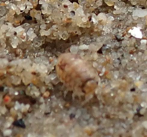 Cate Ellink: Wildlife Wednesday - isopods / amphipods