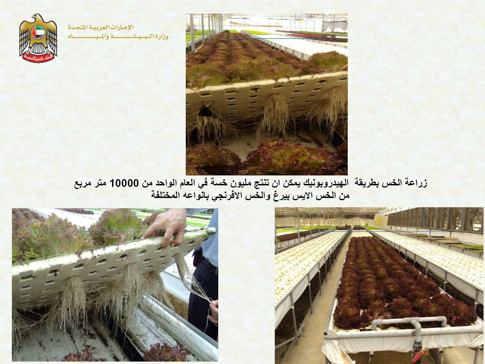 Phytopathology موقع علم أمراض النبات الزراعة بدون تربة