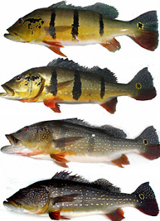 Jenis Jenis Peacock Bass /Pbass (Cichla Spesies) alias Pibas