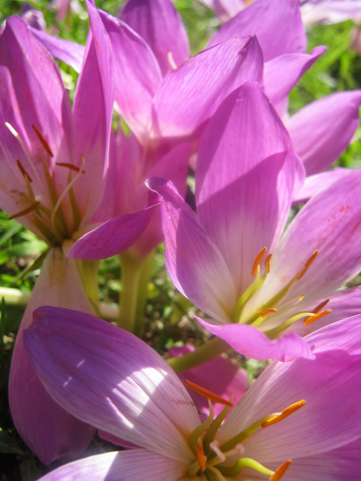 Çiçekler Alemi - Doğal Manzaralar