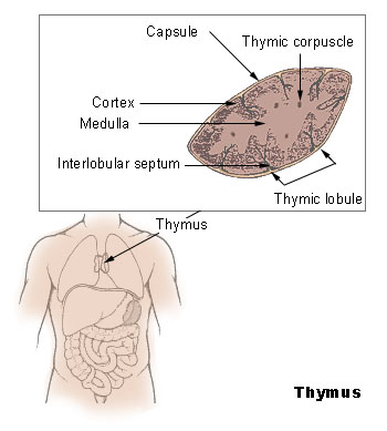 Science varia: Thymus and its role in protecting body against ...
