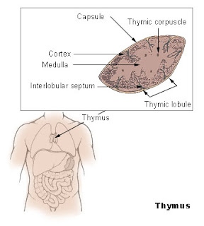 Science varia: Thymus and its role in protecting body against ...
