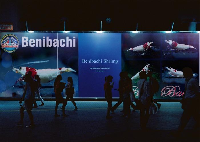 Bucephalandra : Продукция Benibachi (Бенибачи)