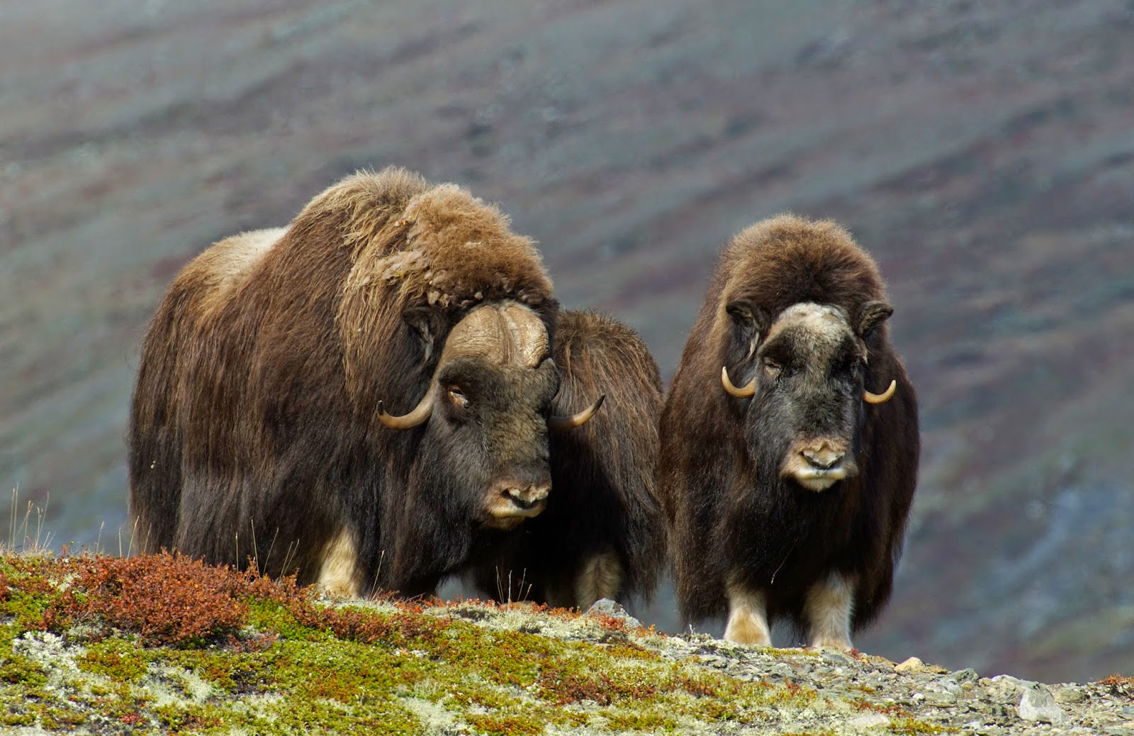 Naturfoto Einar Hugnes: Moskus i familieflokker og enslige okser