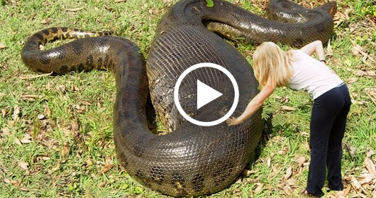 Indonesian spa offers snake rub for de-pushing ~ Zoo Against Freedom