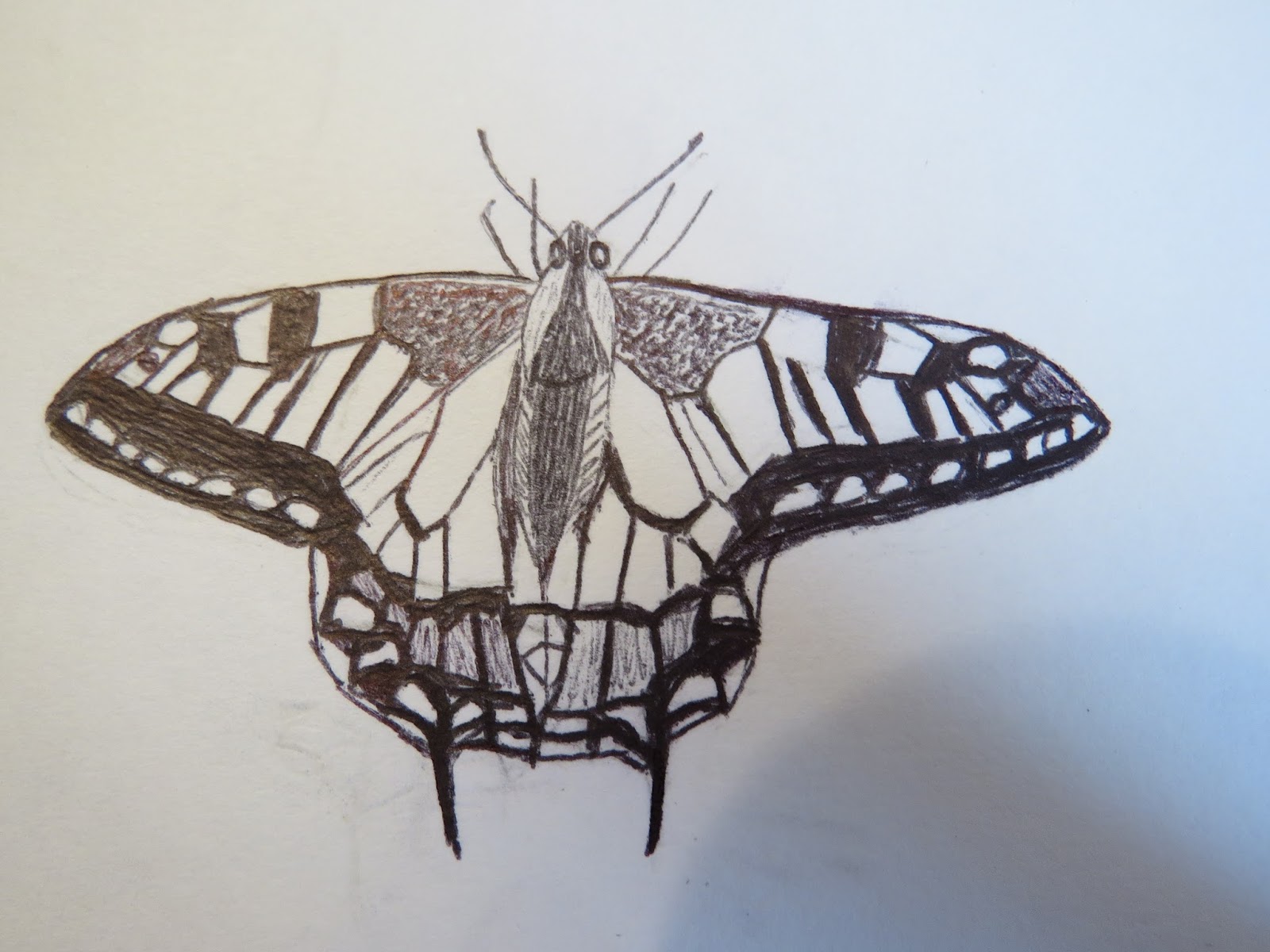 The Autistic Naturalist: How To Draw: Swallowtail Butterflies