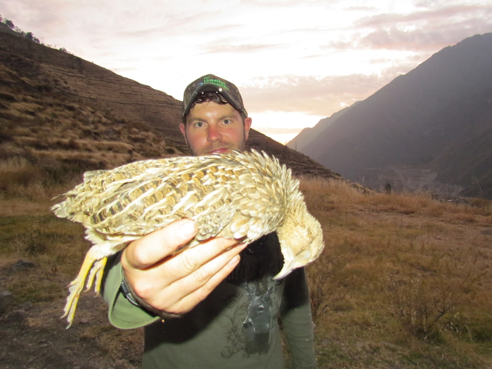 The Hunting Company Worldwide Hunting and Film: Perdiz or Andean ...