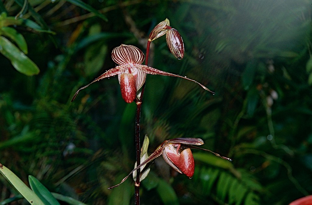 Grow and care Paphiopedilum rothschildianum orchid - Rothschild's ...