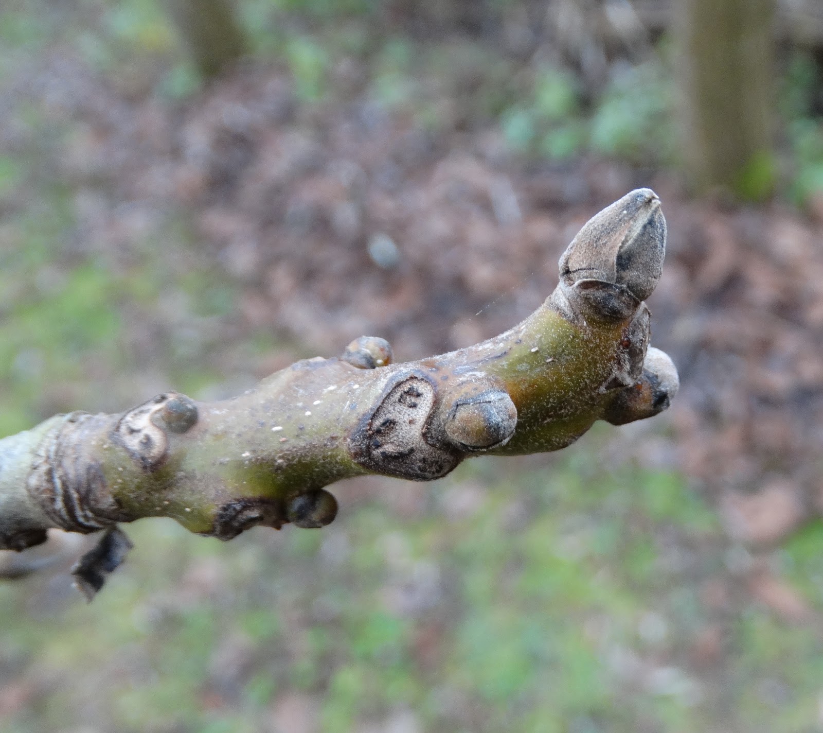 oog voor de natuur: Okkernoot (Juglans regia). Ook wel gewone walnoot ...