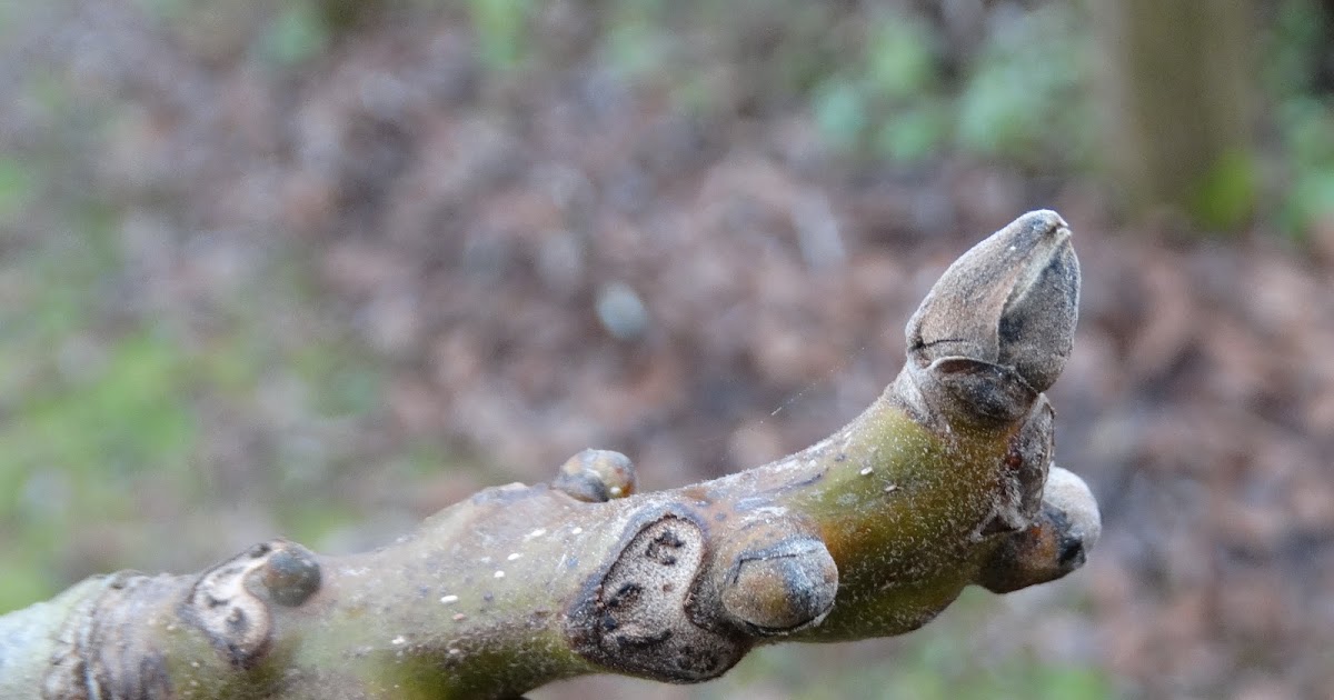 oog voor de natuur: Okkernoot (Juglans regia). Ook wel gewone walnoot ...