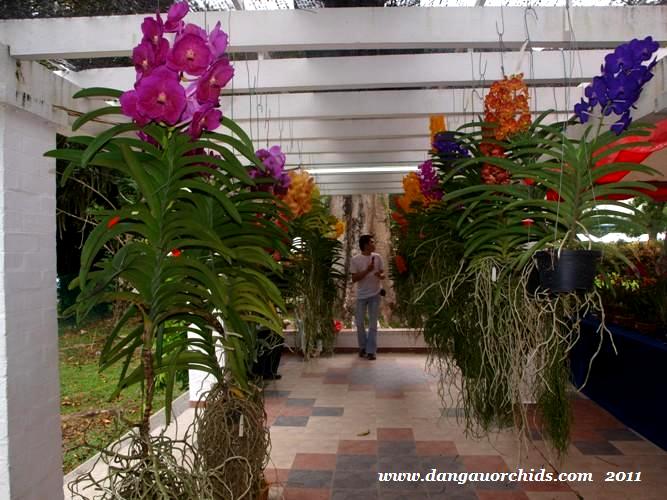 Orchids de Dangau: Penang Orchid Festival 2011 part I