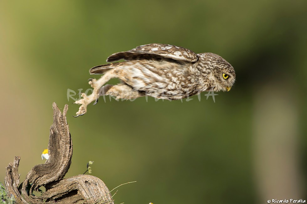 Ricardo Peralta. Fotógrafo de Naturaleza: Mochuelo Europeo