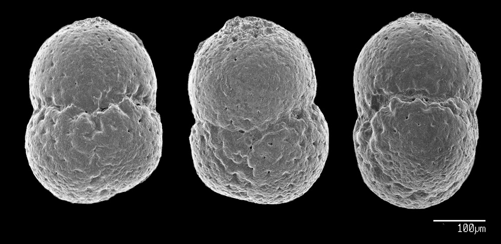 Foraminifera Planktonik | Aka