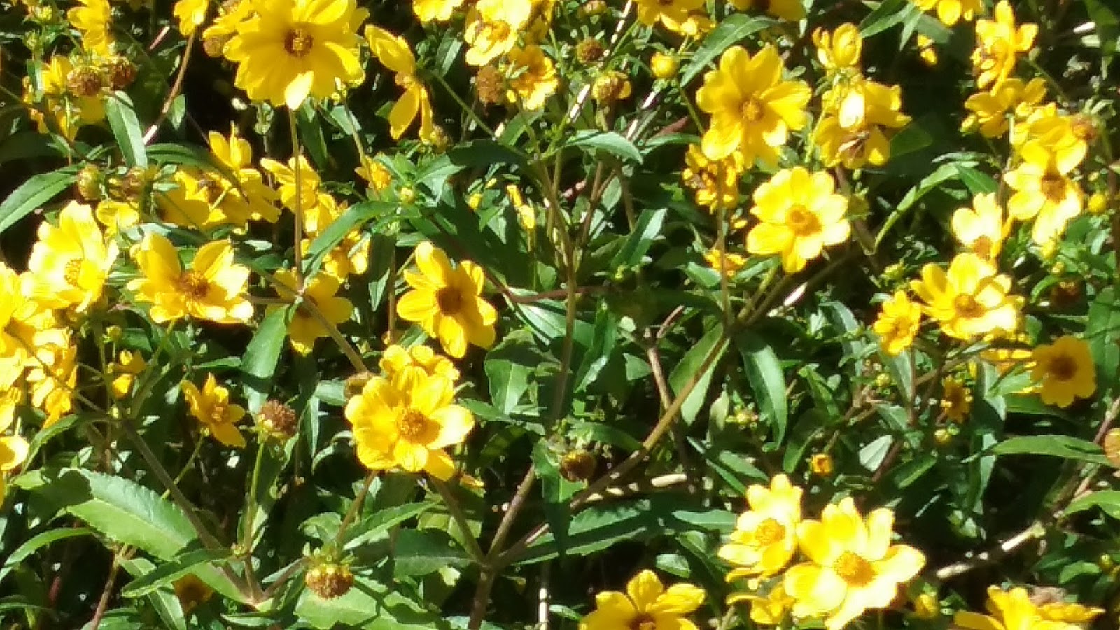 Water Primrose is Ludwigia peploides glabrescens