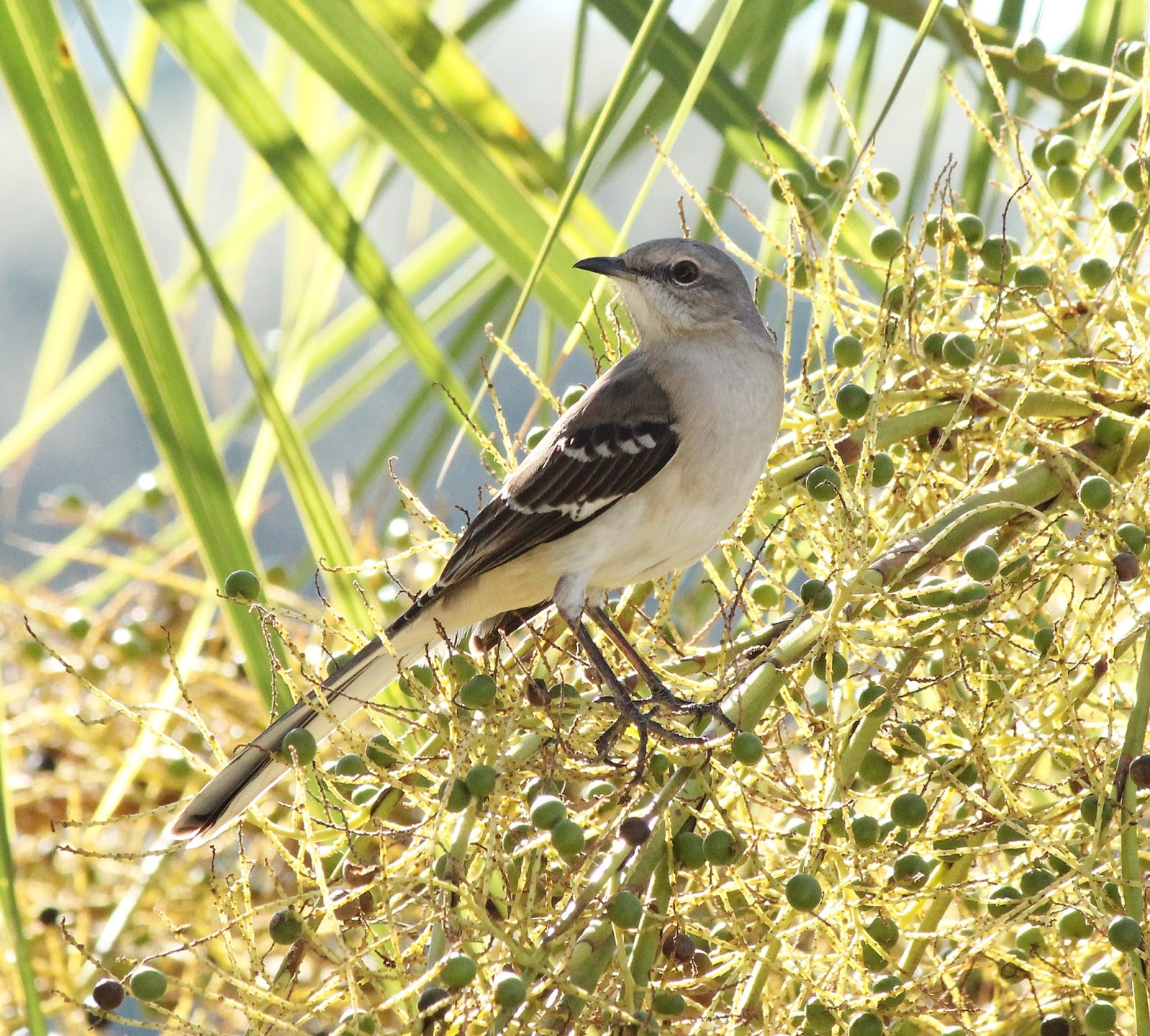 Joan and Dan's Birding Blog