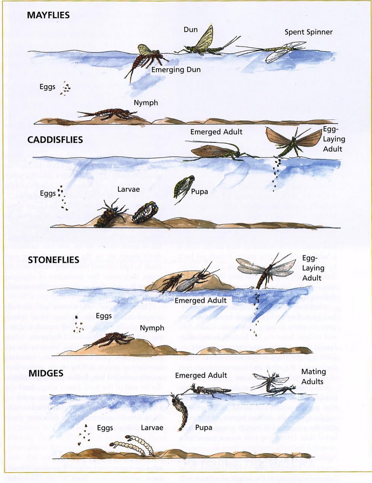 Caddisfly Life Cycle