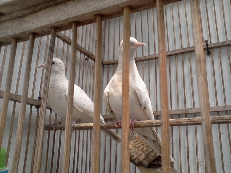 JUAL KUTUT: Jual Perkutut Putih Mata Merah (INDUK Sudah Prodok) (SUDAH ...