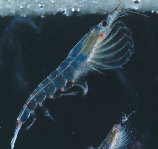 Krill ~ Aquatic Animals