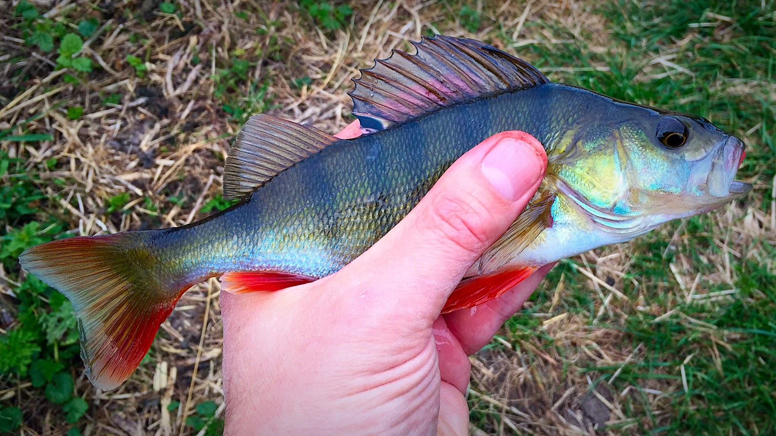 Piscatorial Quagswagging: Warwickshire Avon - Big Dace and the colossal ...