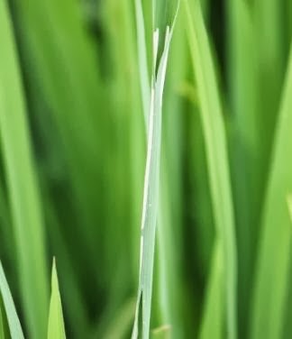 AGRICULTURE AND AGRICULTURAL INFORMATION: Insect Pest Of Rice: Rice ...