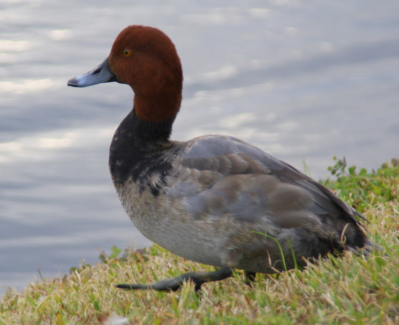 Beth's Blog: More Ducks...Some Nicer Pictures (I Hope)