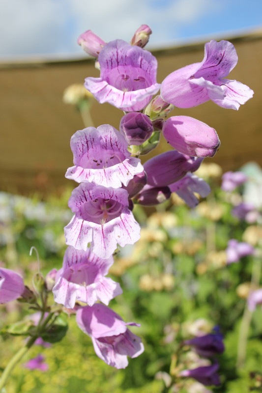Alpine Garden Society Victorian Group: Penstemons-Beardtongue.