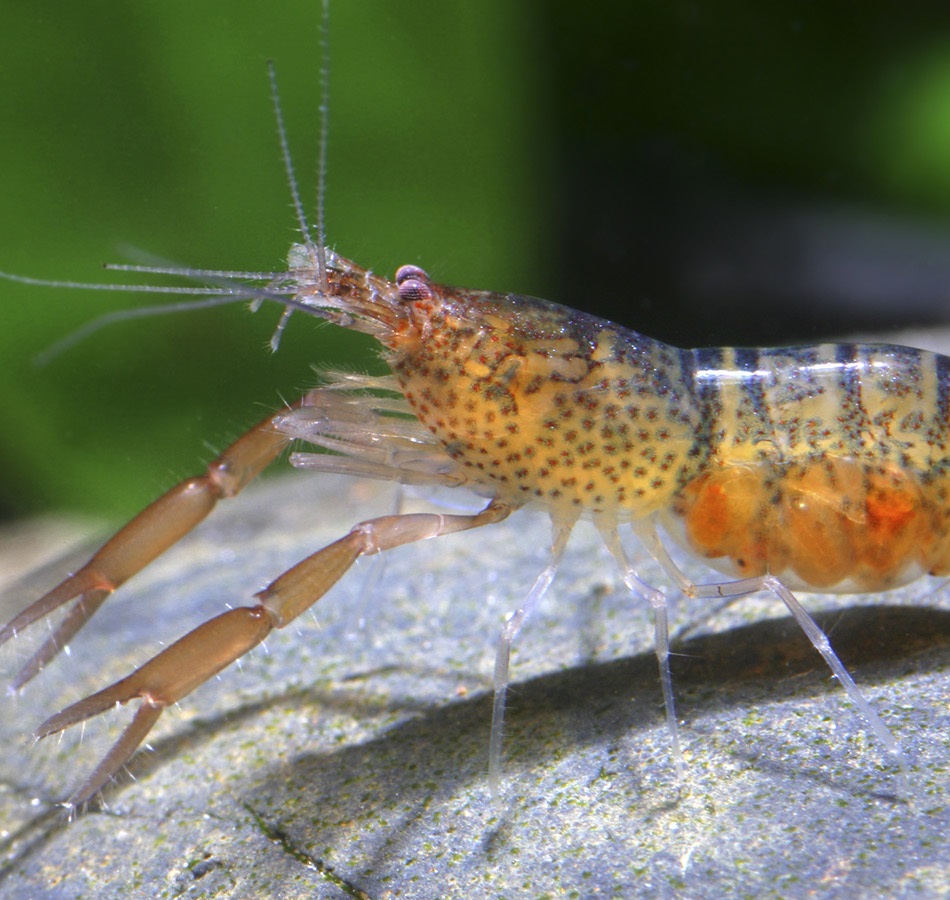 Species New to Science: [Crustacea • 2018] The Freshwater Shrimp Family ...