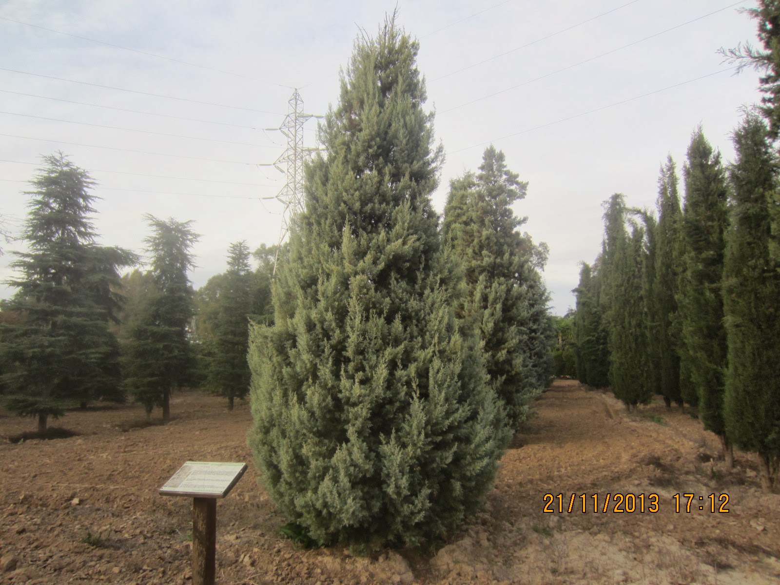 parquealamillo-encinarosa: Ciprés de Arizona / Cupressus arizónica ...