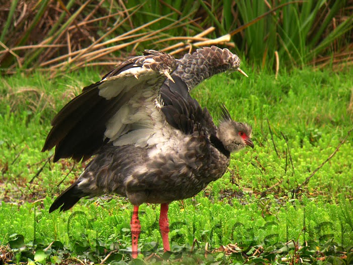 JORGE BARCALA CAMPO: Nuevamente el Chajá