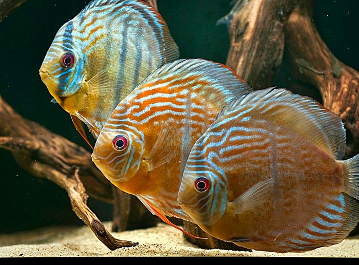 Tips Jitu Memelihara Ikan Discus Bagi Pemula - Akuarium Ikan Hias