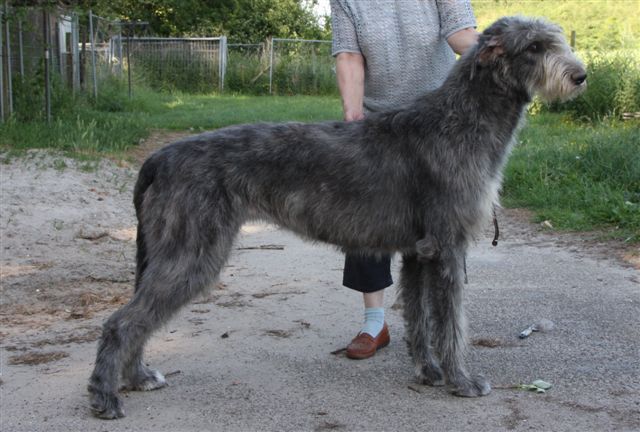 Fionnmaë Irish Wolfhounds