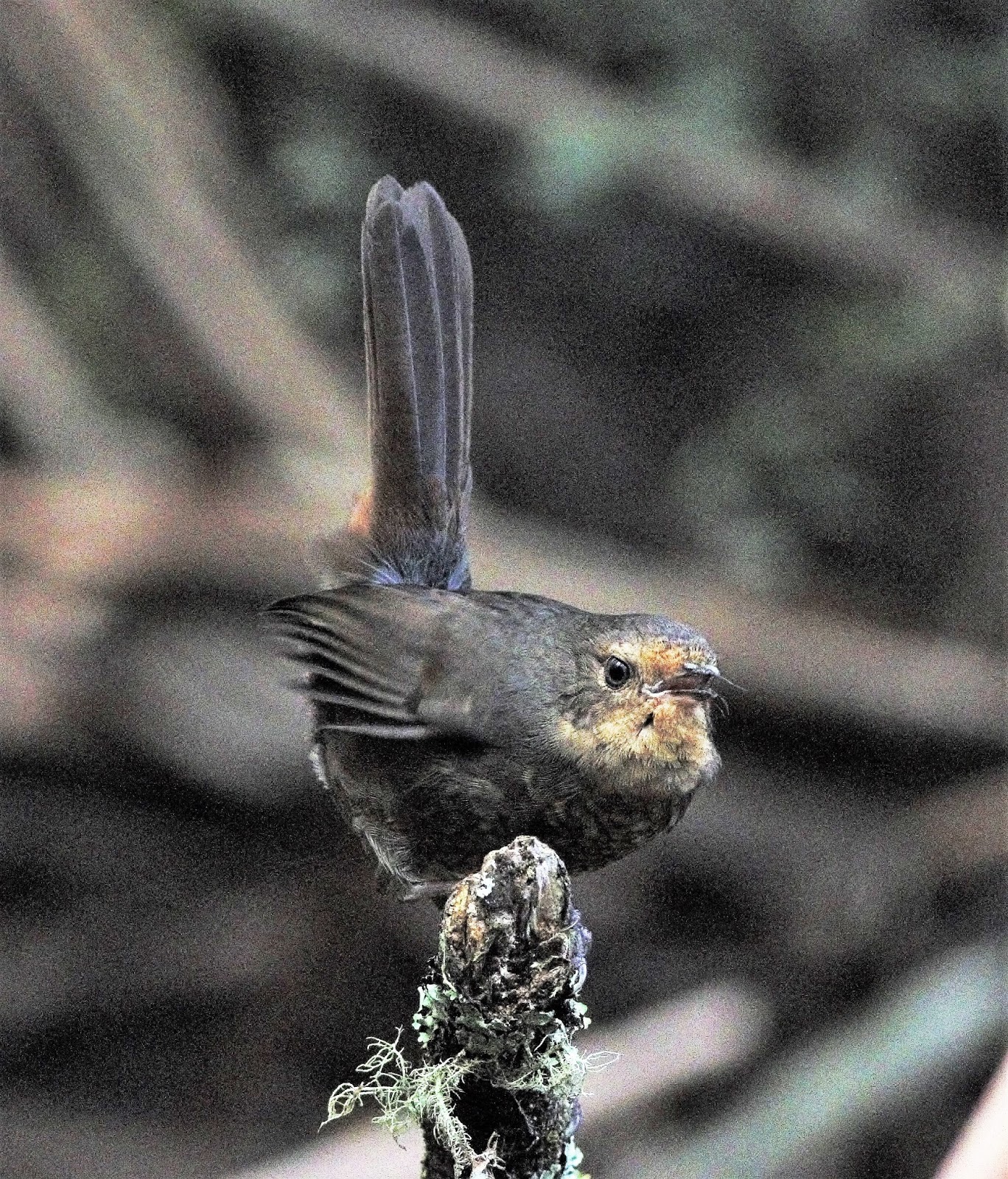 sunshinecoastbirds: South-East Oz Part 5 – Torquay to Tarra Bulga