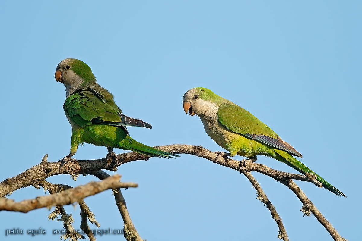 mis fotos de aves: Myiopsitta monachus Cotorra Monk Parakeet