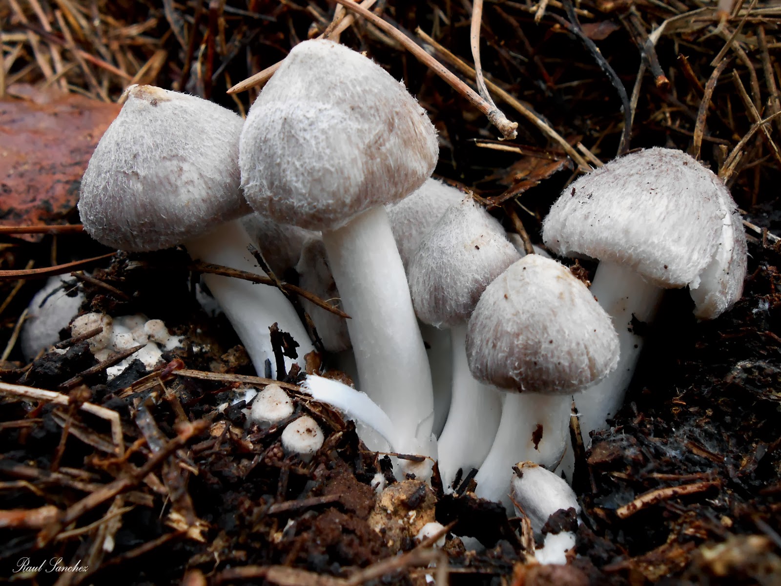 Los Bolets : Fredolics 2014 - 2º salida