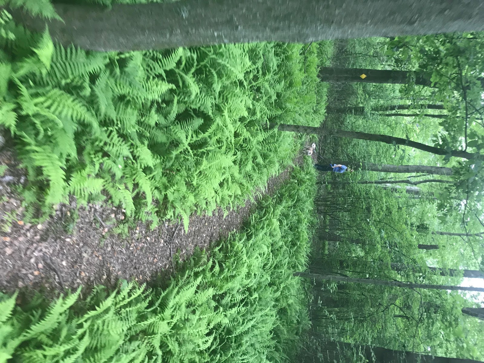 Trail Blazing and Hiking: Determining Which Trees to Blaze