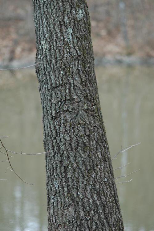 Field Biology in Southeastern Ohio: Oaks of Ohio