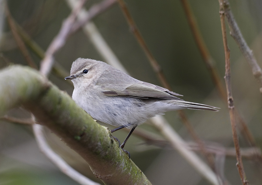 Rare & Scarce Birds In Britain
