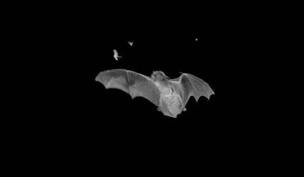 Bat echolocating and capturing moths