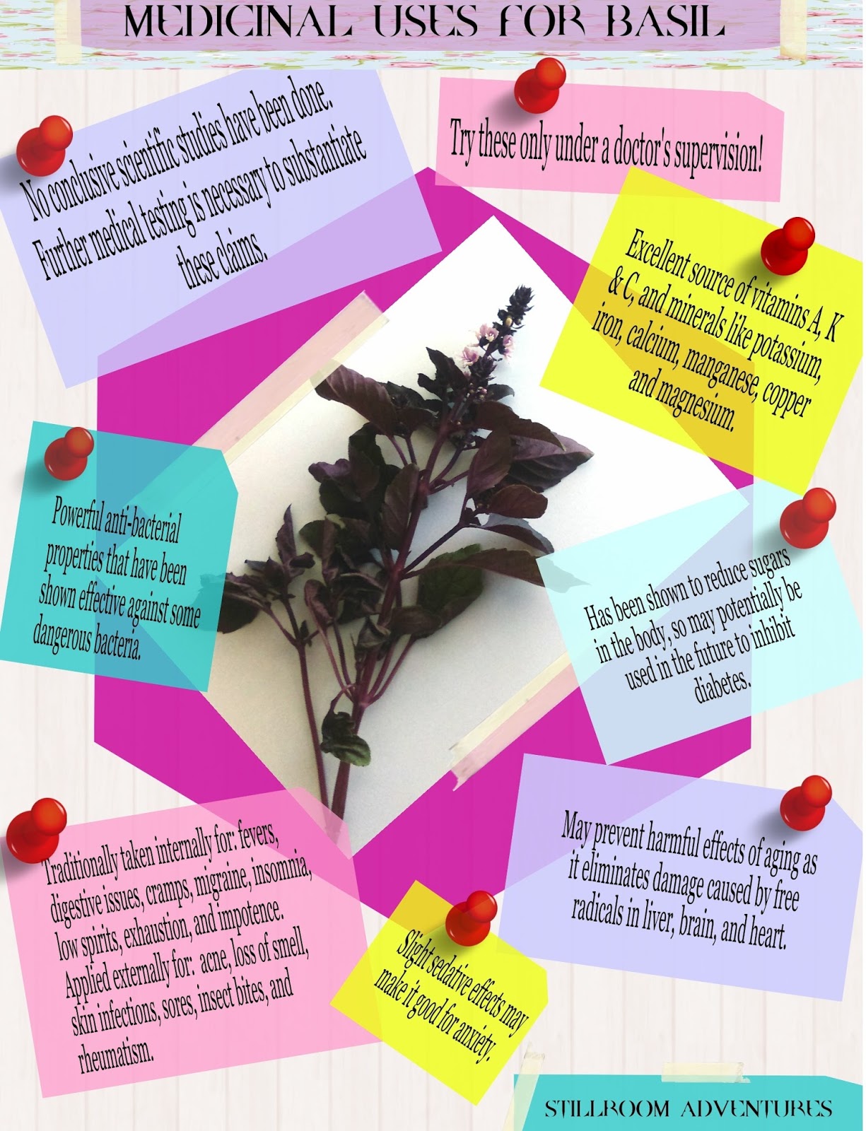 Basil: The Ultimate Guide