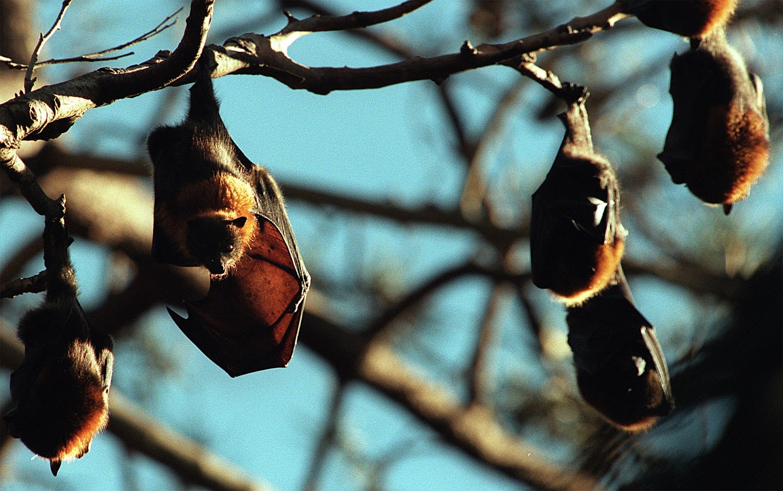 Bat dispersal by councils, Megabat, Fruit bat, Flying-foxes